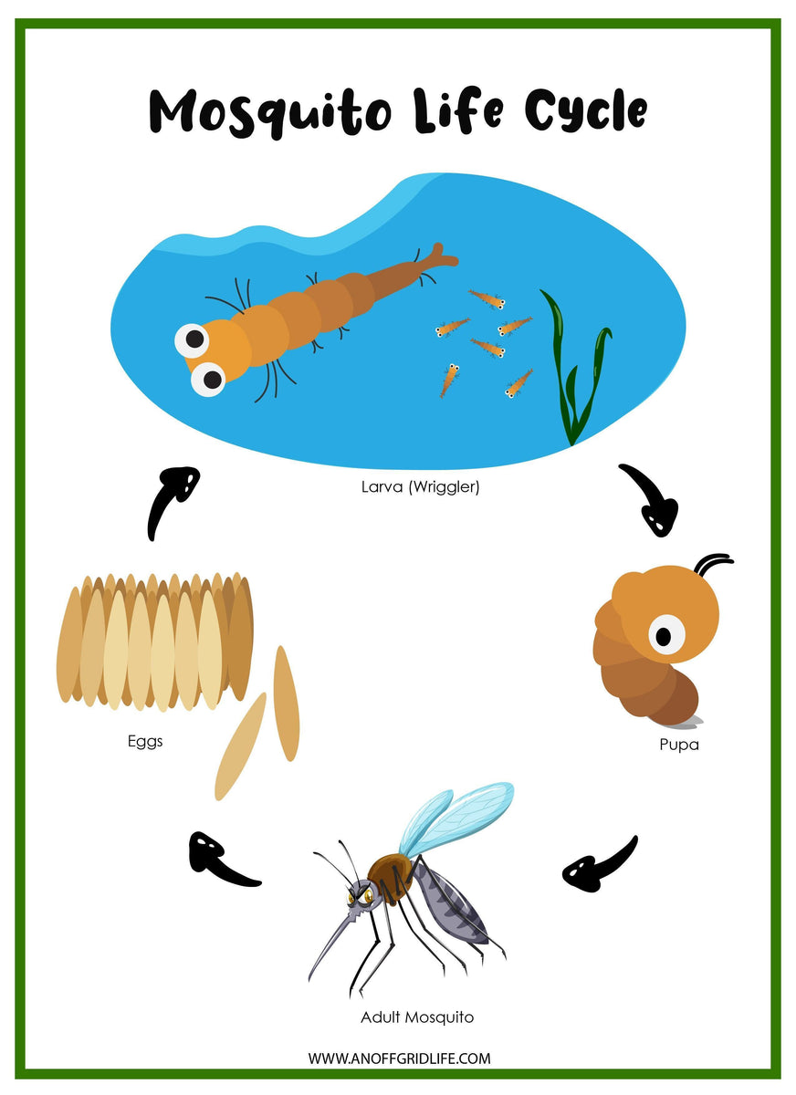 Mosquito Life Cycle Worksheet