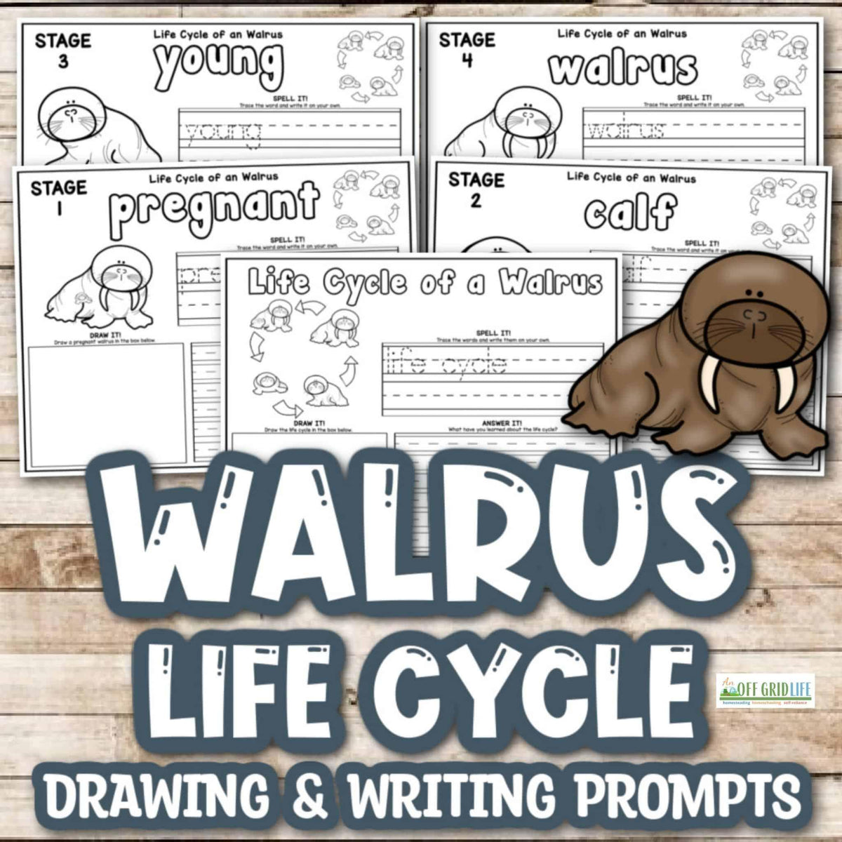 Walrus Life Cycle Drawing & Writing Prompts – An Off Grid Life