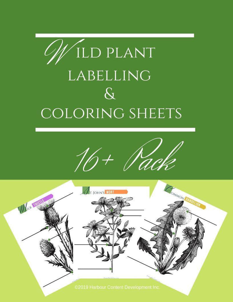 Intro to Foraging With Children Printables Bundle – An Off Grid Life